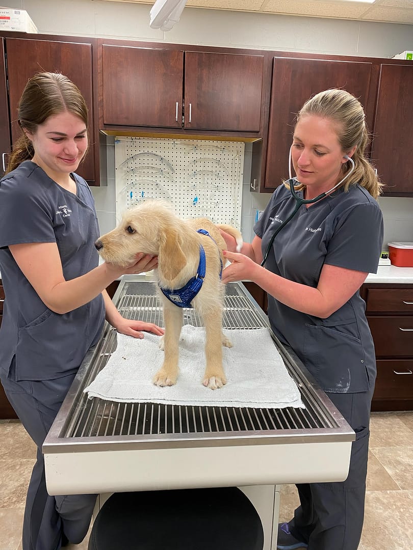 Wellness Exams - Atlantic Animal Health Center